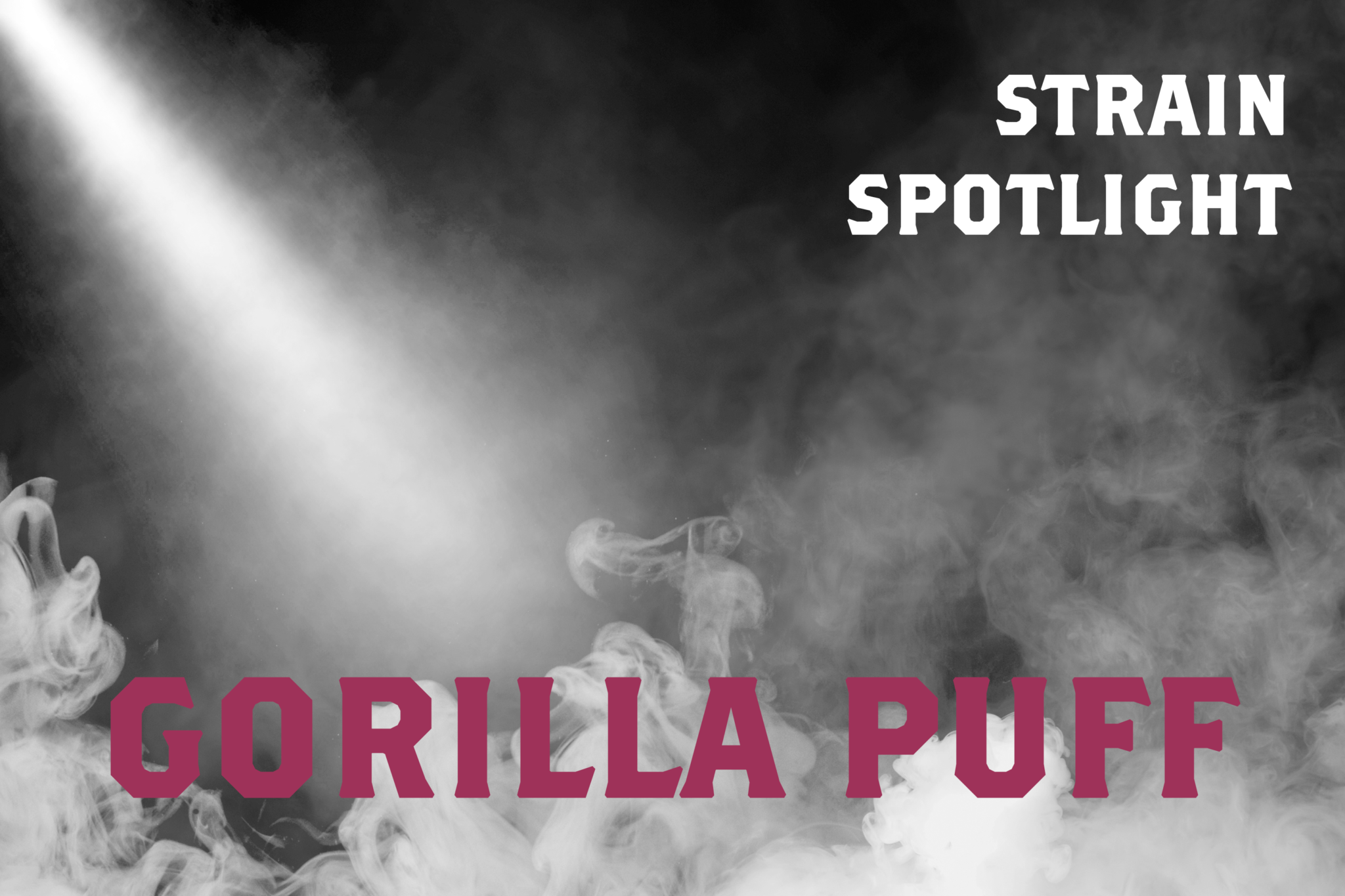 Gorilla Puff | Strain Spotlight | Arbors Wellness